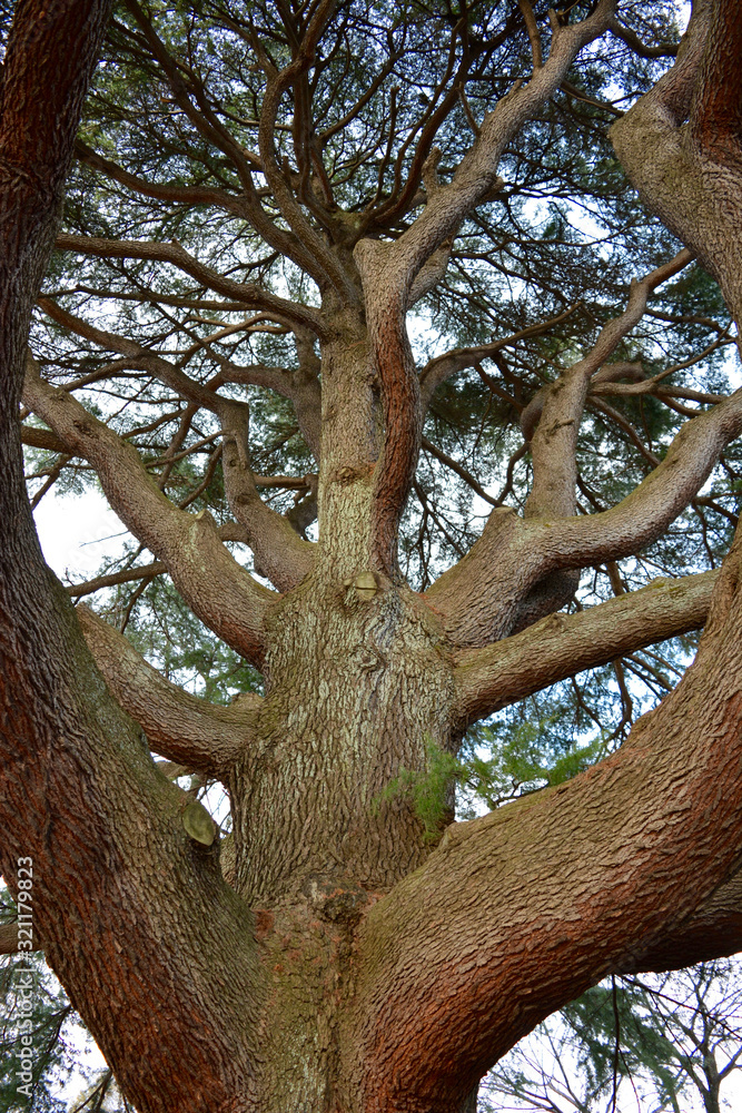 Sexy Tree Body Nature Forest Green Tokyo Narita in Japan - HND - NRT ...