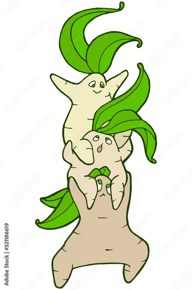 Hand drawing illustration. illustration of mandrake isolated on white ...