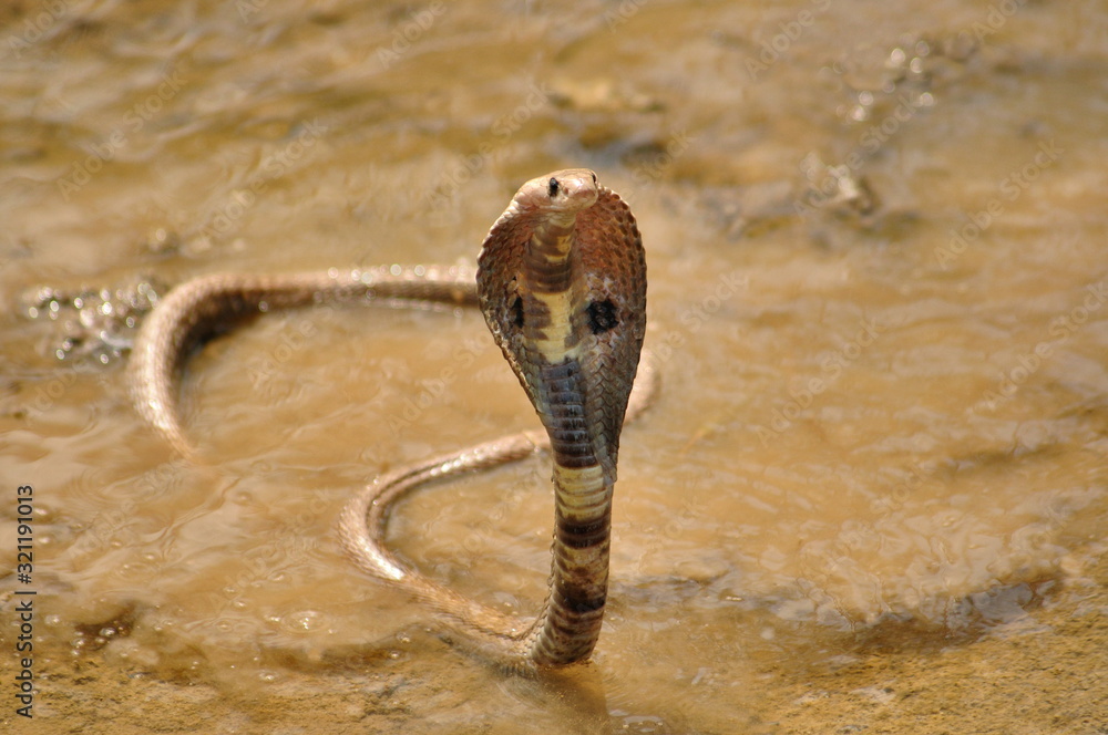 SPECTACLED COBRA. Naja naja. Venomous, common. Stock Photo | Adobe Stock