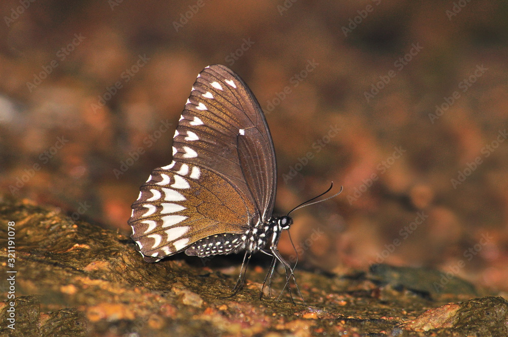 Malabar revan butterfly: The Malabar Raven ( Papilio dravidarum) is a ...