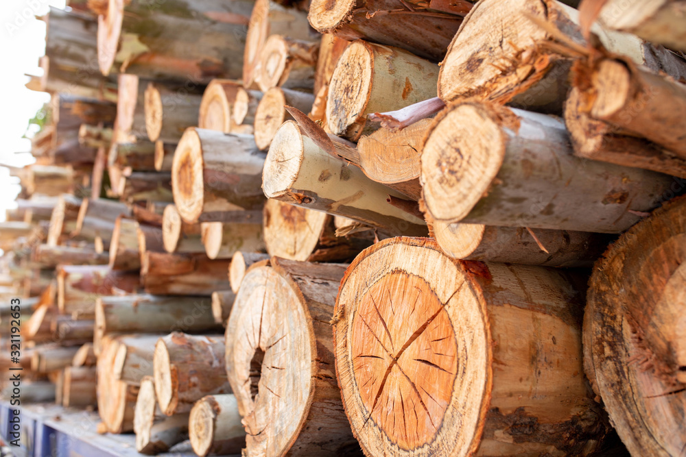 Eucalyptus wood arranged in layers, Pile of Eucalyptus wood logs ready ...