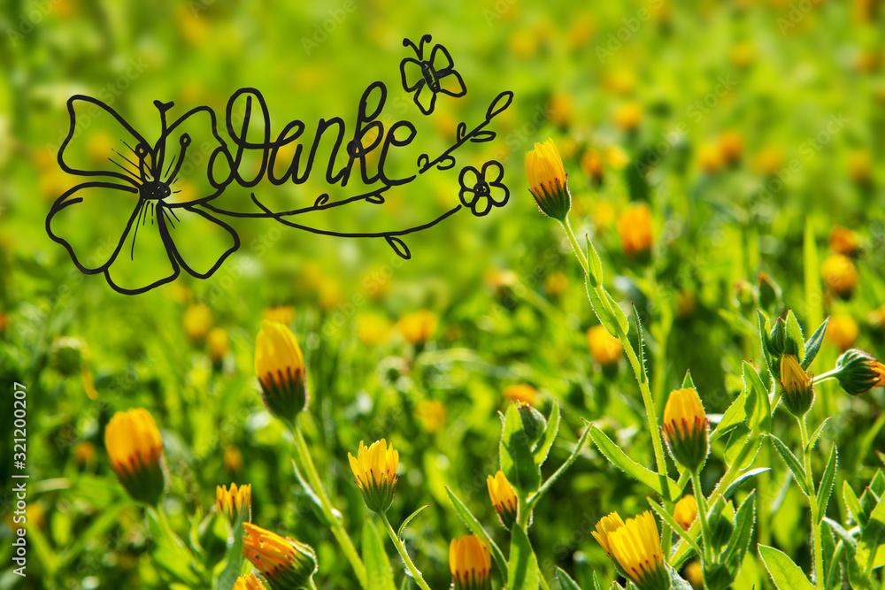 German Calligraphy Danke Means Thank You. Beautiful Scenery Of Daisy ...