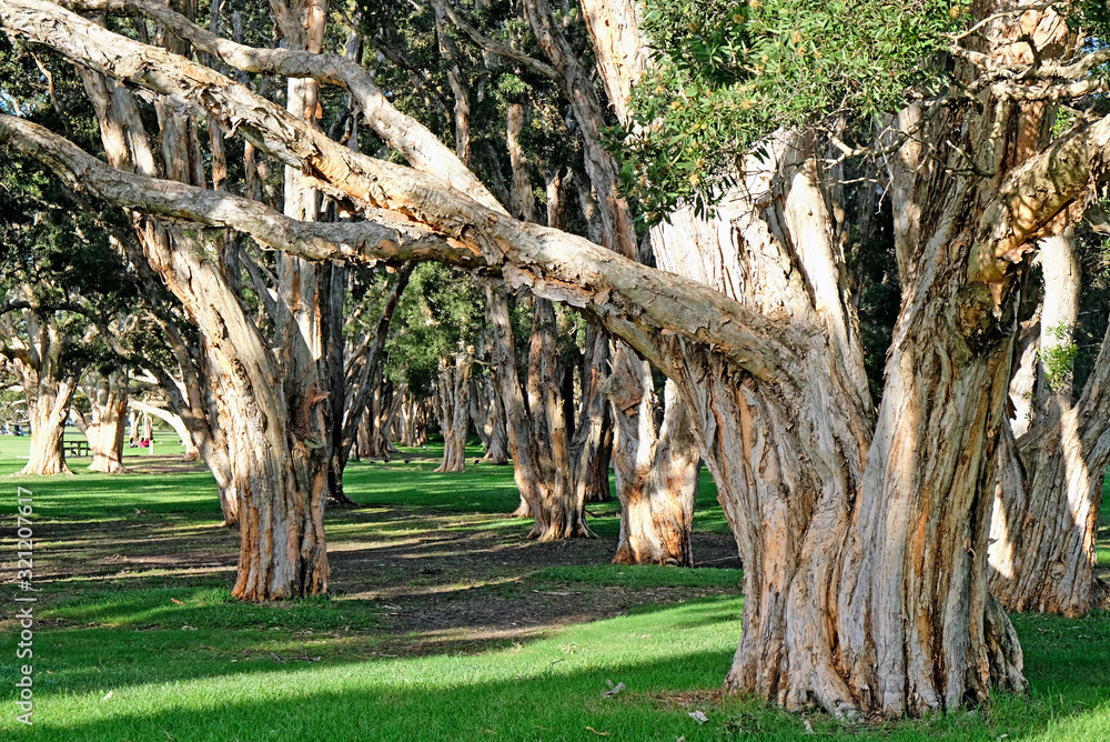 A forest of broad-leaved paperbark trees in Australia. This tree is ...