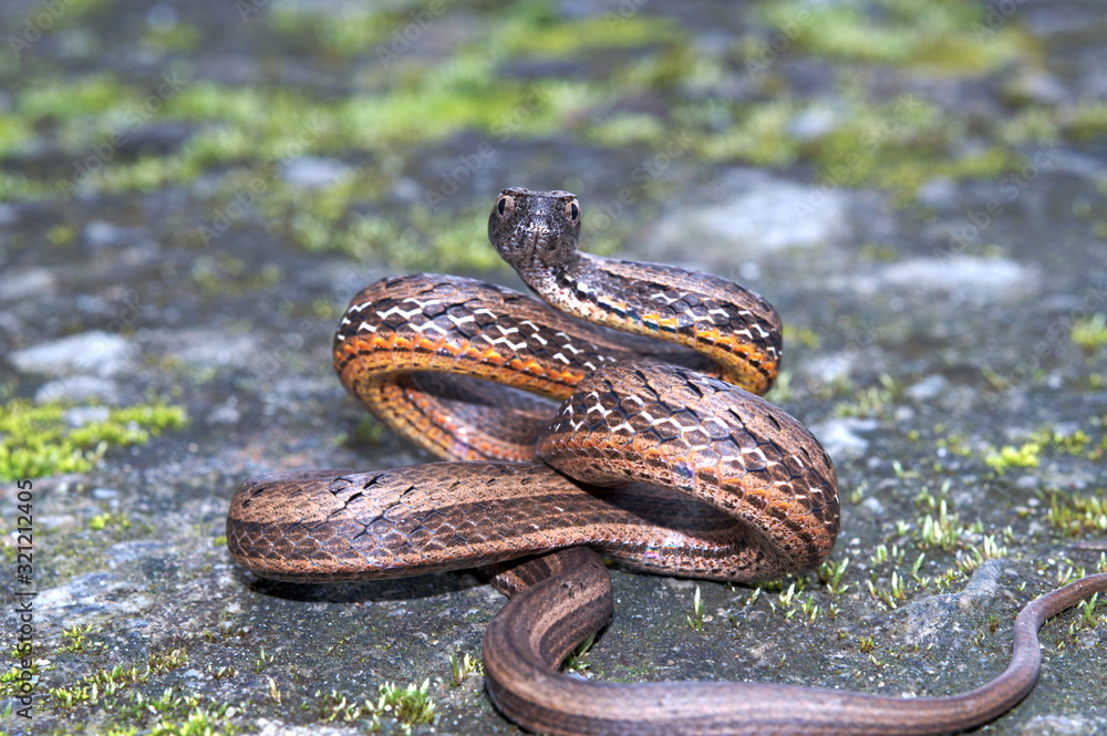 COMMON MOCK VIPER Pssamodynastes pulverulentus, Mildly venomous, Common ...