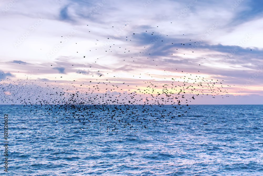 Foto de Murmuration of starlings. A huge, noisy flock of birds above ...