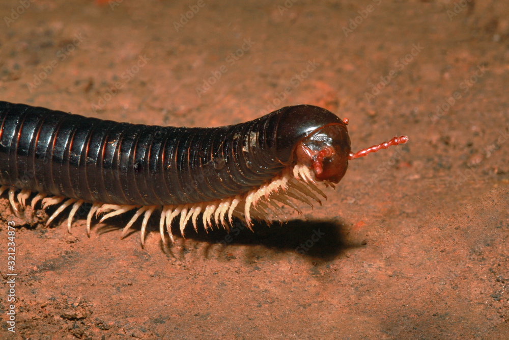 Millipedes, Narceus americanus, are arthropods that have two pairs of ...