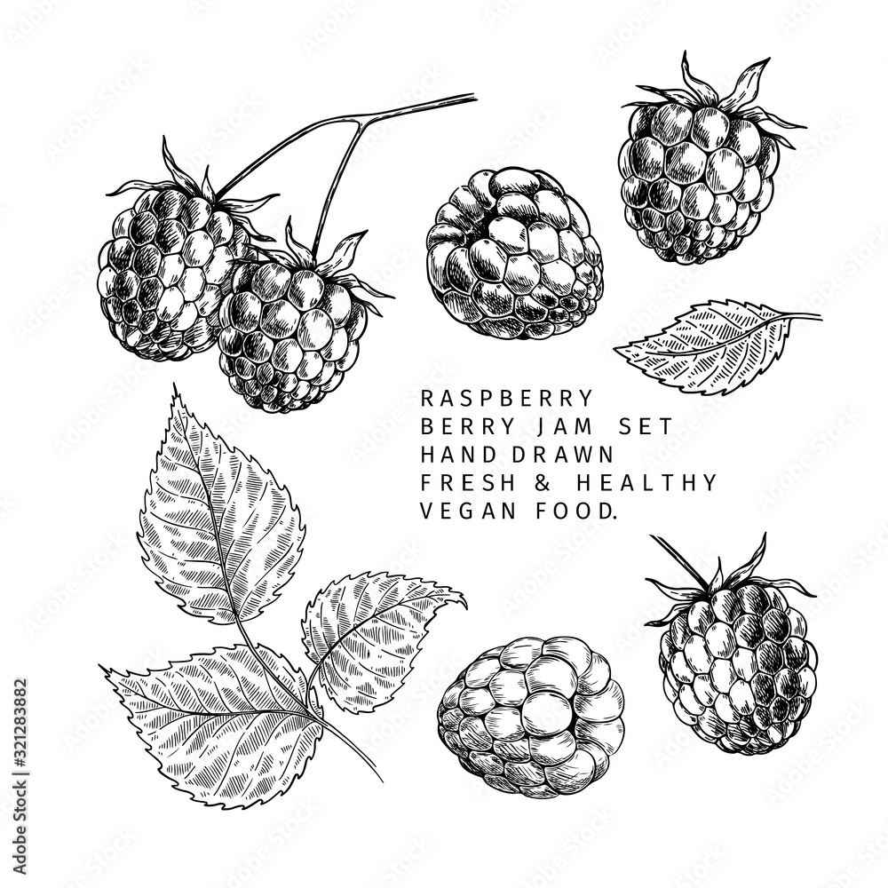Hand drawn raspberry branch, leaf and berry. Engraved vector ...
