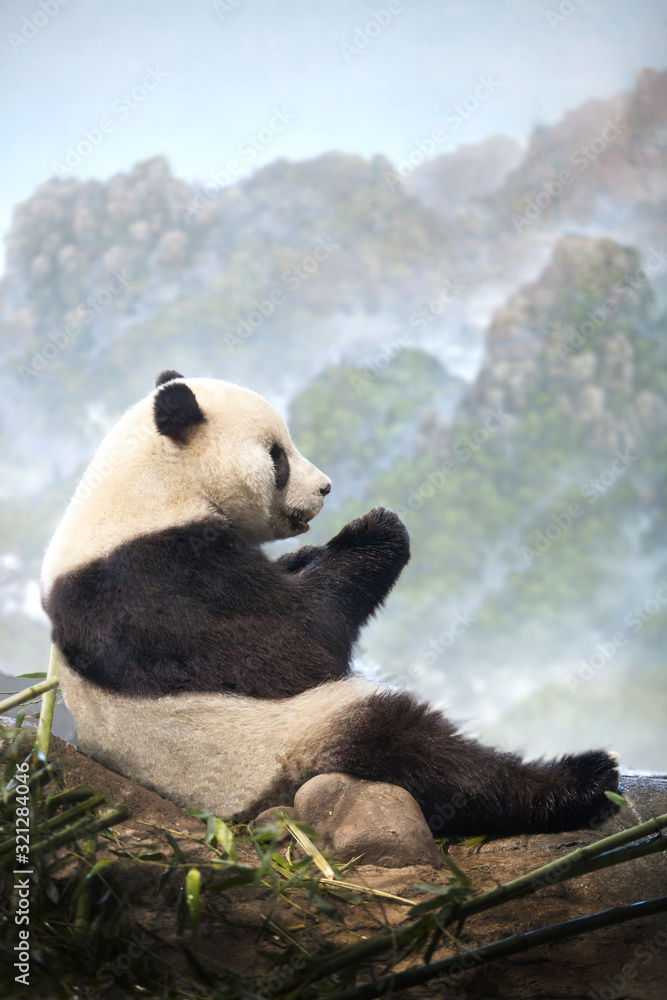 Giant Panda Foto Stok | Adobe Stock