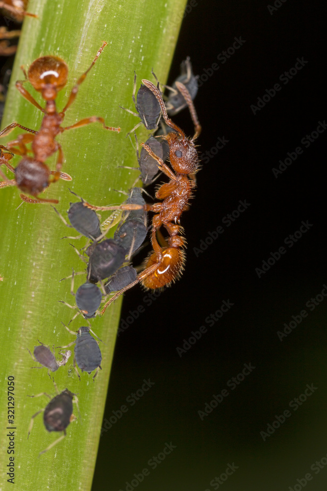 Ants and aphids on the stem of a plant - a symbiosis in the world of ...