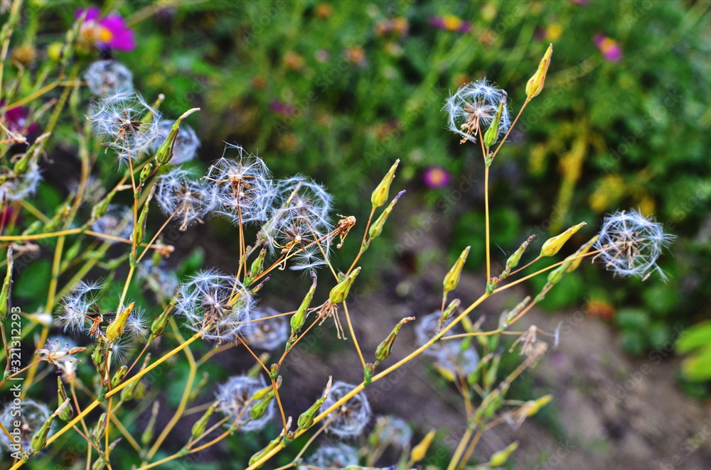 Feathery pappus and overblown flowers of Cirsium arvense also called ...
