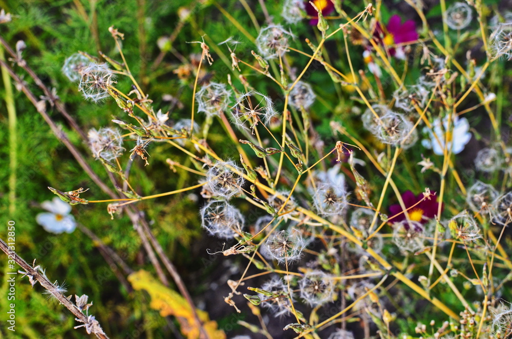 Feathery pappus and overblown flowers of Cirsium arvense also called ...