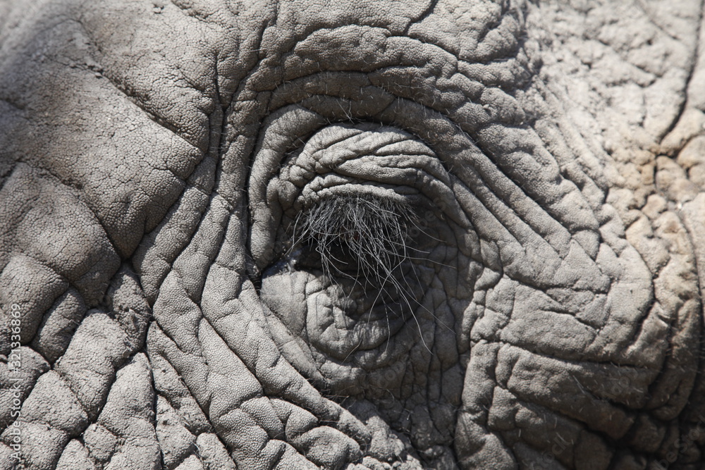 Elephant Eyelashes