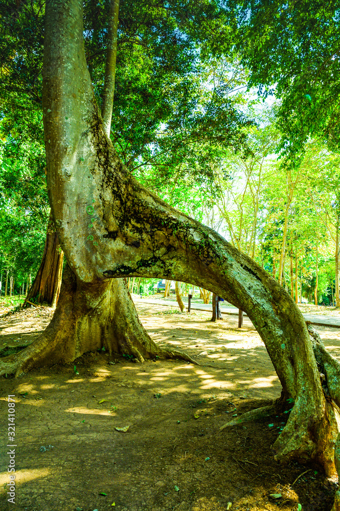 Amazing Sompong tree in Doi Phu Nang national park Stock Photo | Adobe ...