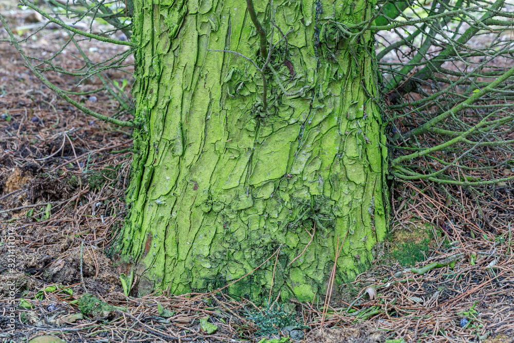 Tronco y corteza del árbol Ciprés de Arizona. Cupressus arizonica ...