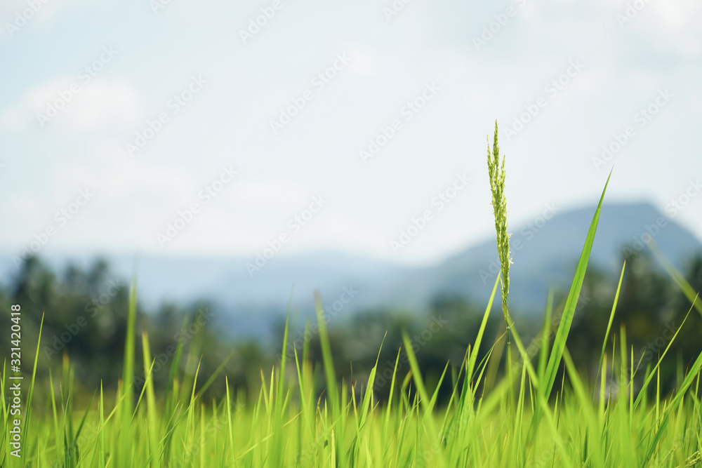 Grass flowers In the green rice fields, jungle rice, rice Weeds, Nature ...
