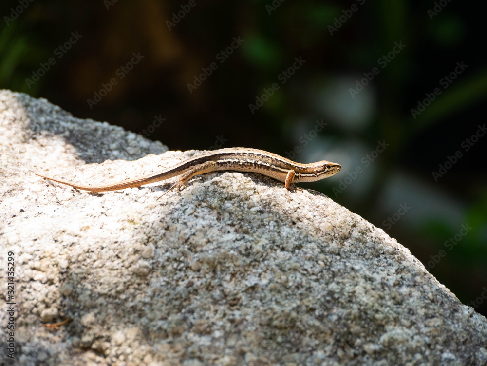 Foto de Japanese grass lizard - Takydromus tachydromoides - is on a ...