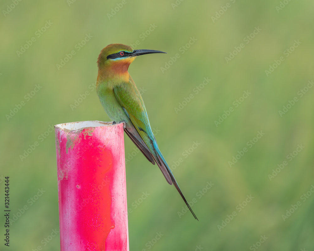The Blue-tailed Bee-eater (Merops philippinus) is a near passerine bird in the bee-eater family ...