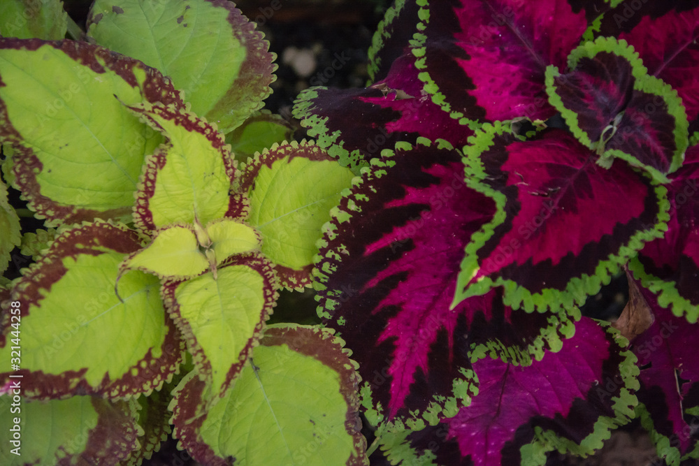 Coleus, Asia plant, Lamiaceae family, Plectranthus Scutellarioides ...