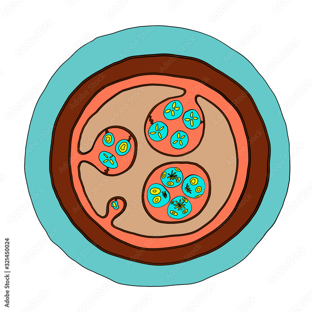 Structure of hydatid cyst of Echinococcus granulosus, illustration ...
