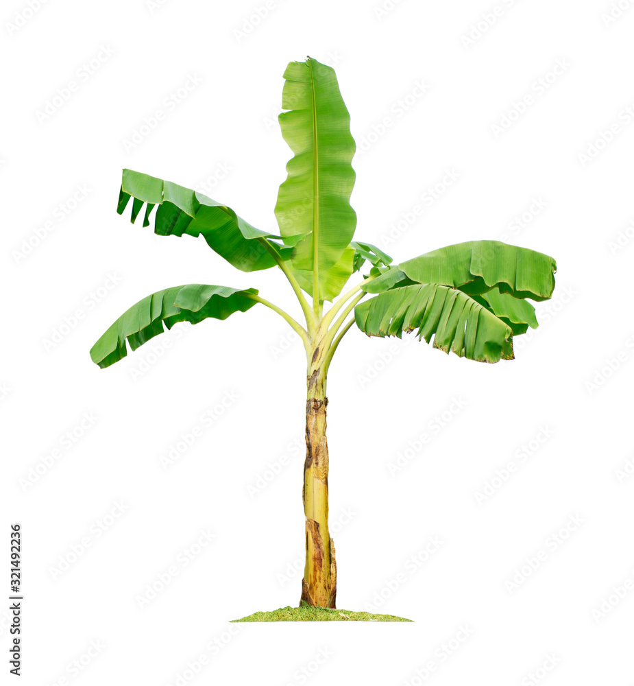 Banana tree isolated on white background Stock Photo | Adobe Stock