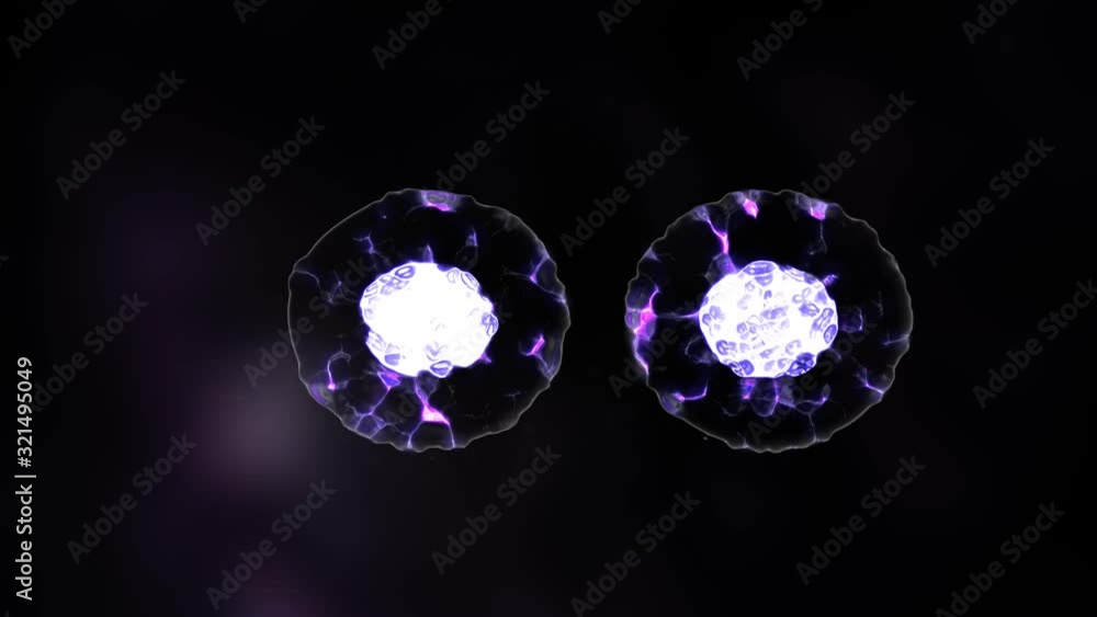 A single cell undergoes mitosis and divides into two cells that are ...