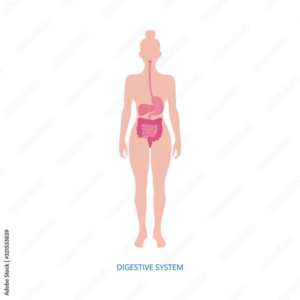 Vecteur Stock Human digestive system diagram on female body, isolated ...
