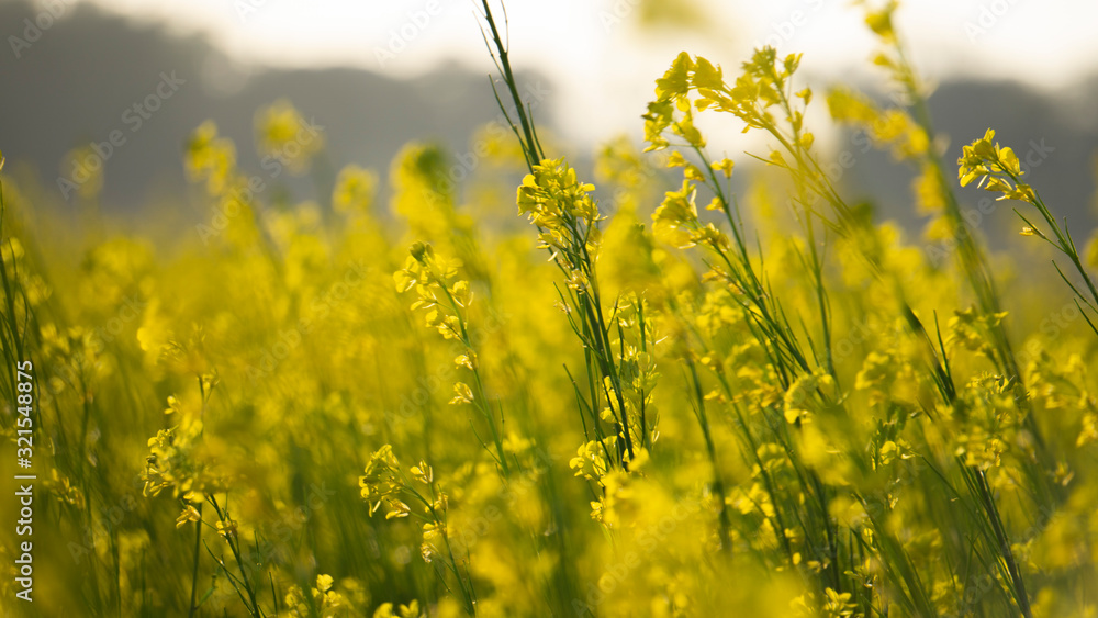 Mustard field Stock Photo | Adobe Stock