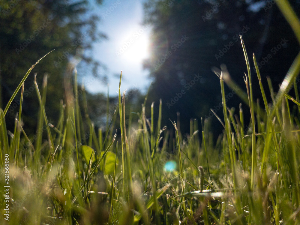 Grass from a low angle with trees and sun Stock Photo | Adobe Stock