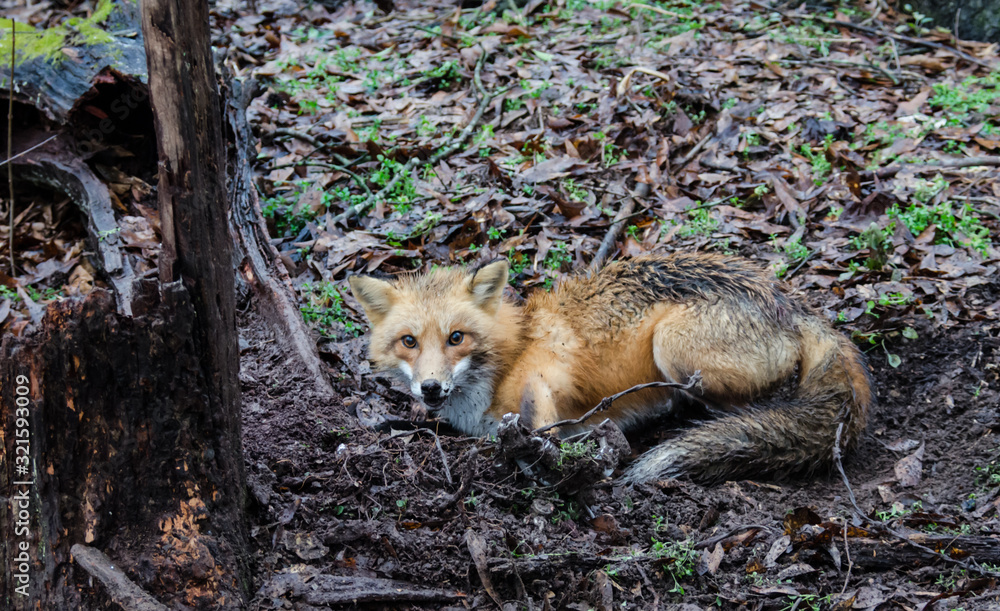 Red fox canine caught by trapper in live trap. Wildlife trapped in ...