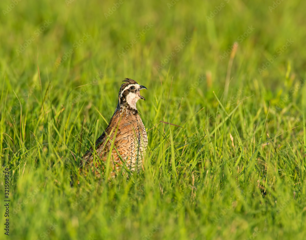 Northern Bobwhite Quail Stock Photo | Adobe Stock
