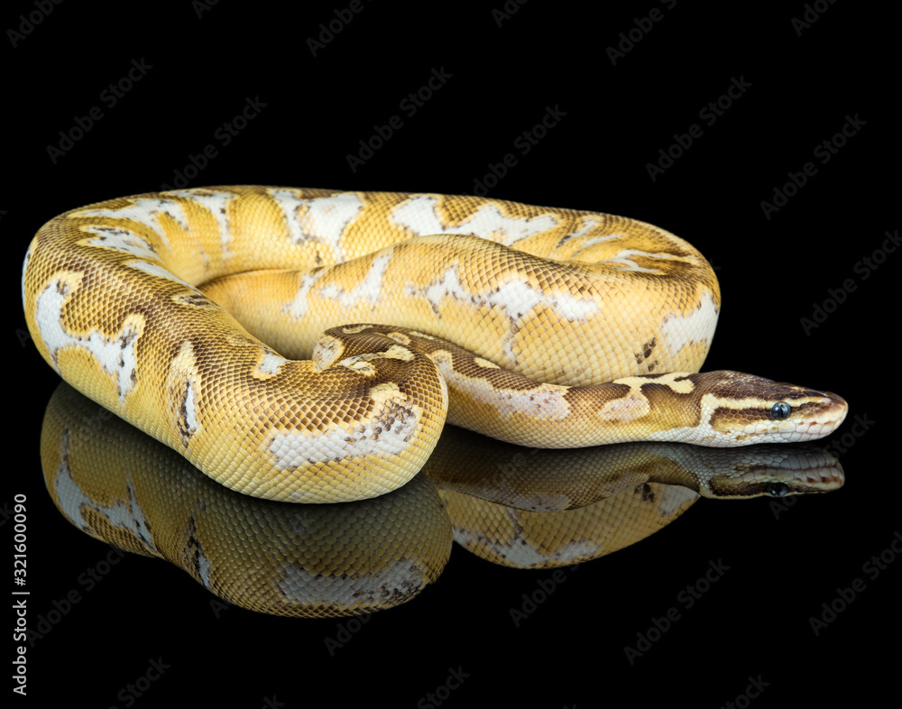 Pastel Calico Ball Python