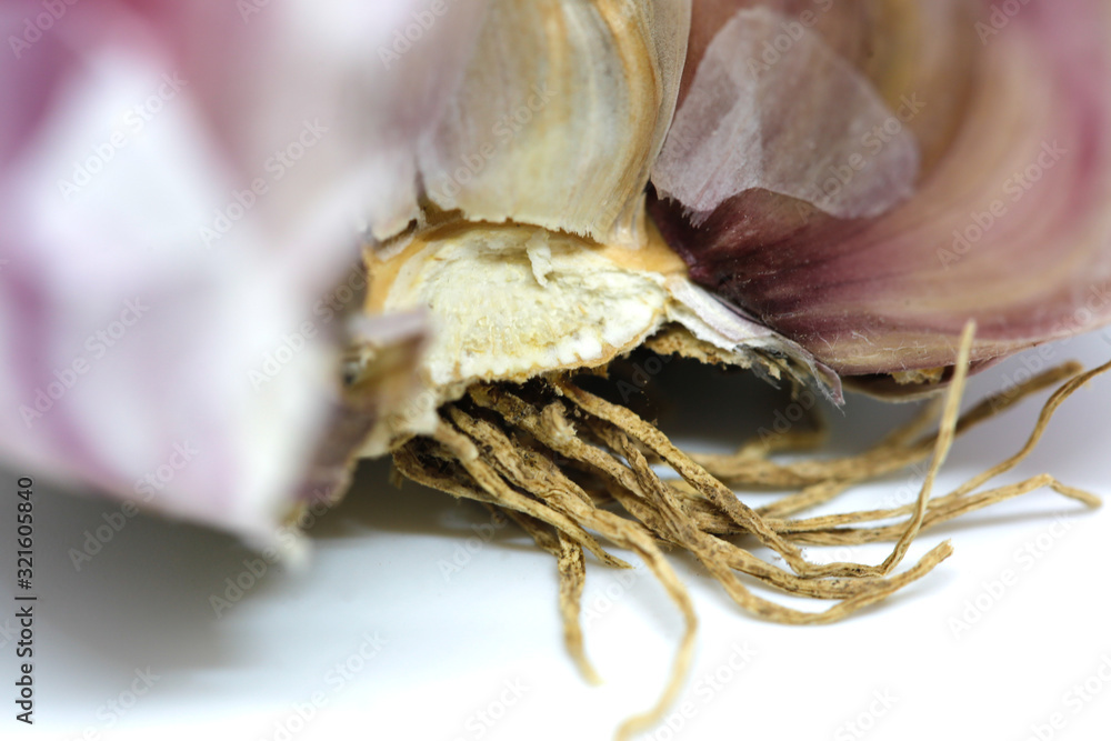 Dry red garlic bulb on a white background Stock Photo | Adobe Stock