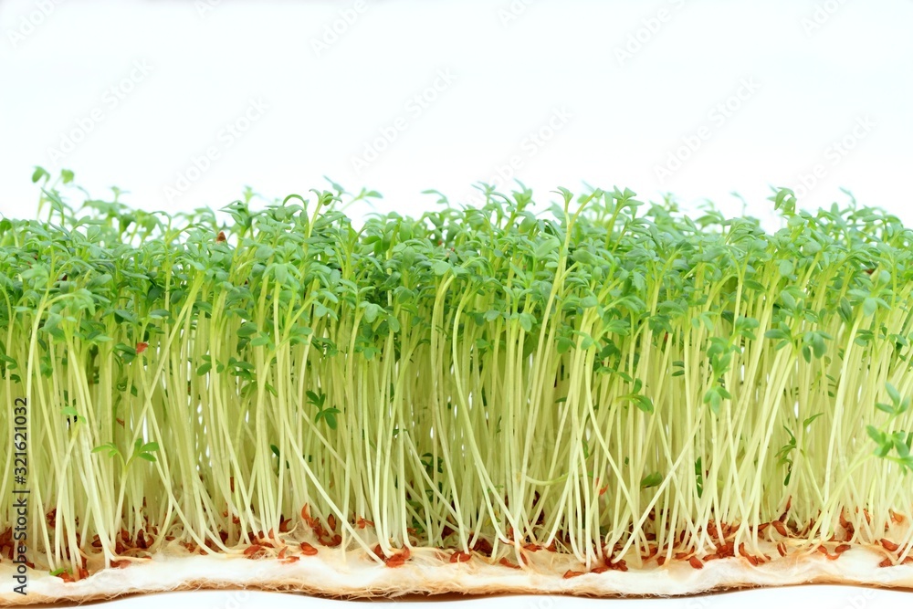 Garden cress on white background. Young cress, Lepidum sativum, growing ...