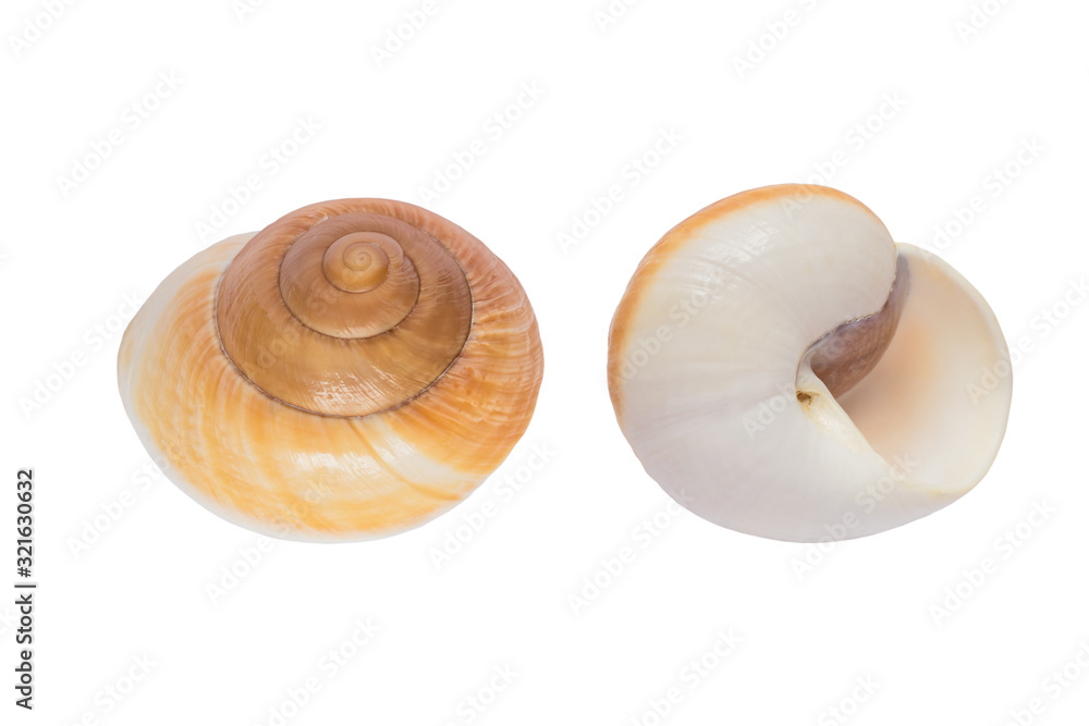 two sides of shark eye sea shell isolated on white background with ...