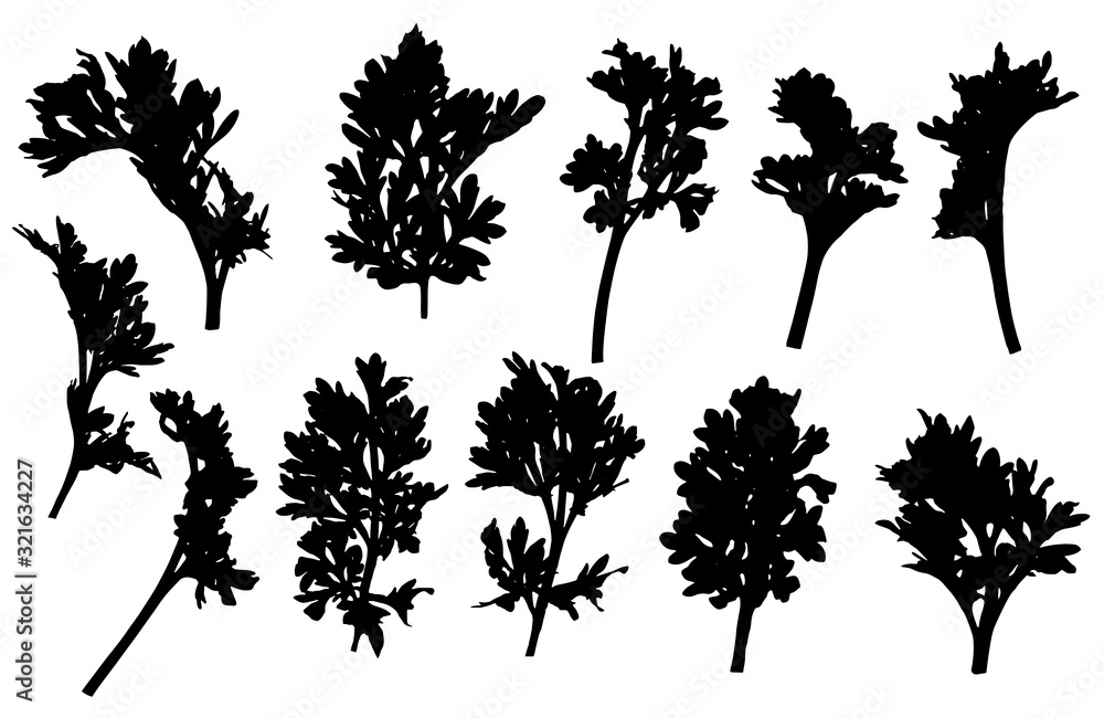 Photo & Art Print Set of branches of wormwood, silhouette. Vector ...