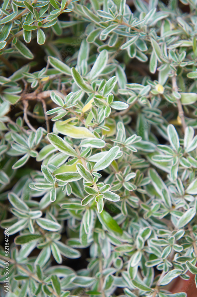 Coprosma kirkii variegata evergreen plant vertical Stock Photo | Adobe ...