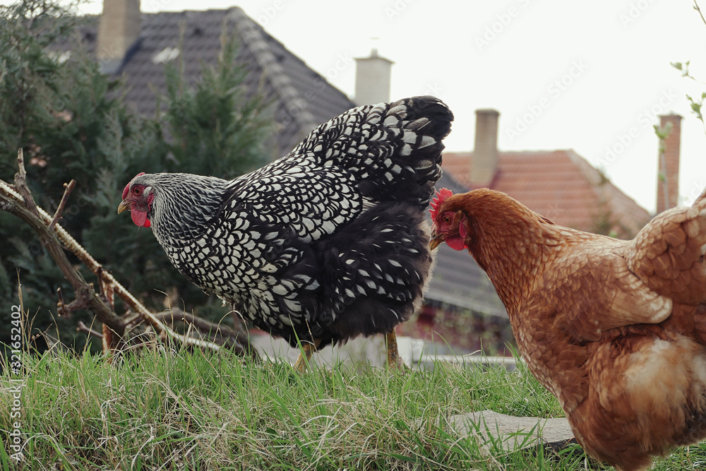 Hens feed on the traditional rural barnyard. Hen standing in grass on ...
