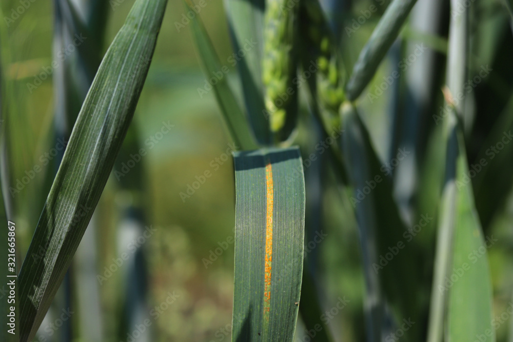 Wheat leaf rust (Puccinia triticina)- fungal disease of wheat. Symptoms ...