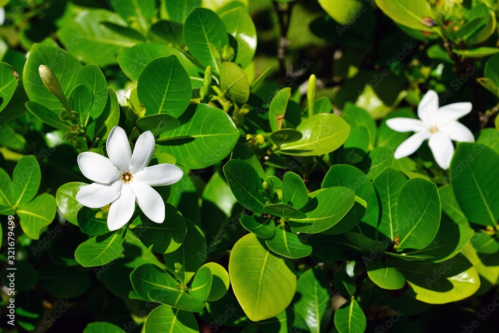 White fragrant tiare flower (Gardenia taitensis) growing on a plant in ...