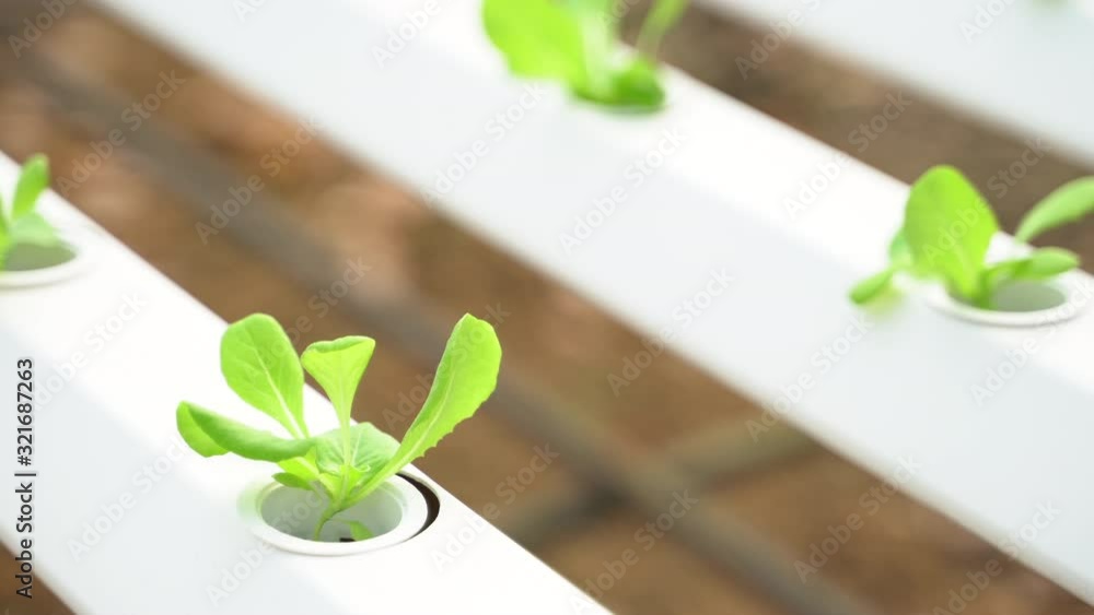 Vidéo Stock Hydroponics vegetables Green oak lettuce growing in plastic ...
