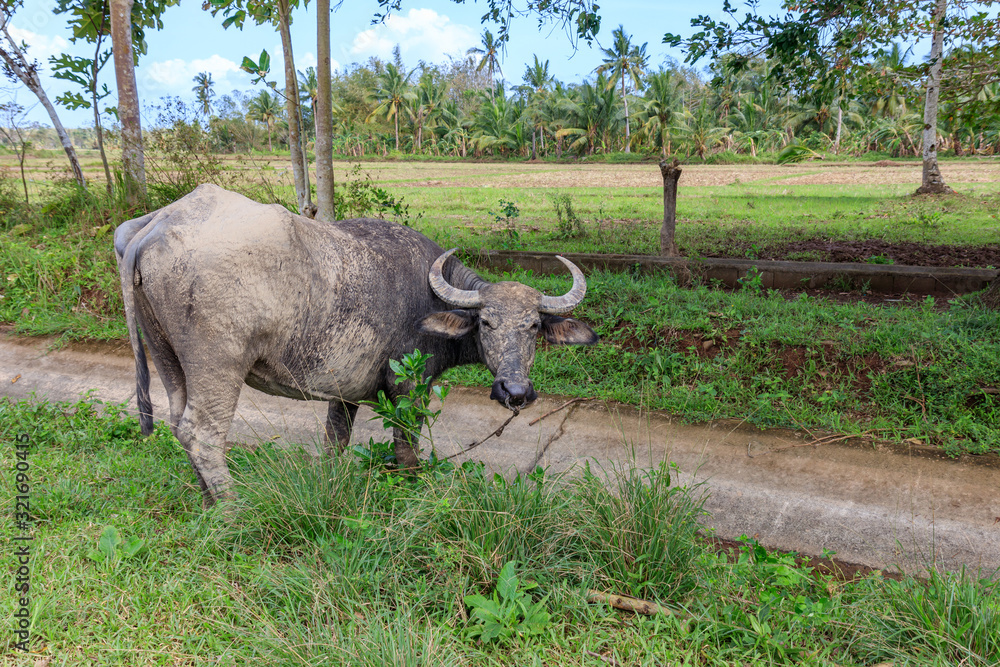 A Carabao in TabonTabon, Leyte, Philippines Stock Photo | Adobe Stock