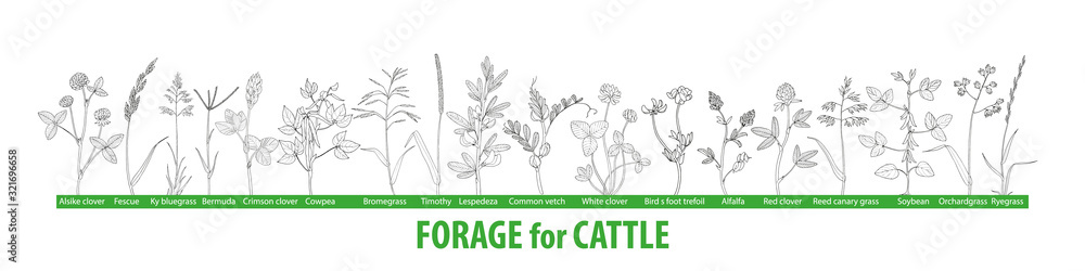Hand drawn black and white vector set of illustrations with forage ...