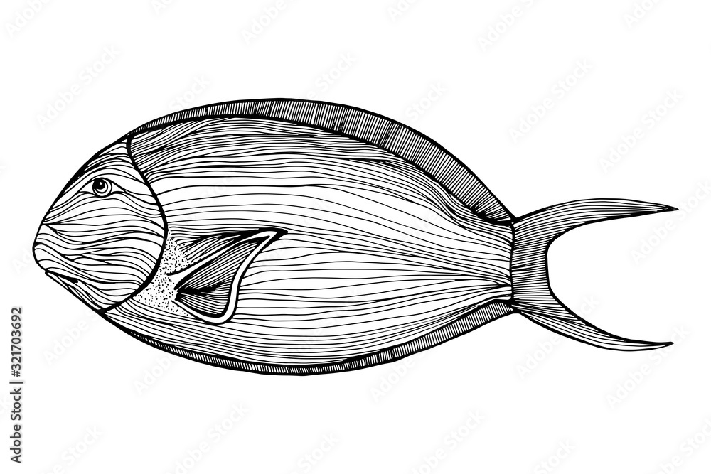 Acanthuridae, Surgeon fish with small details. in black and white ...