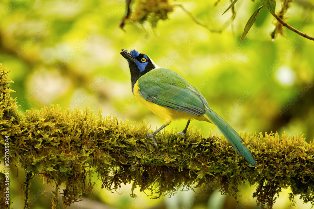 Inca jay (Cyanocorax yncas) is a bird species of the New World jays ...