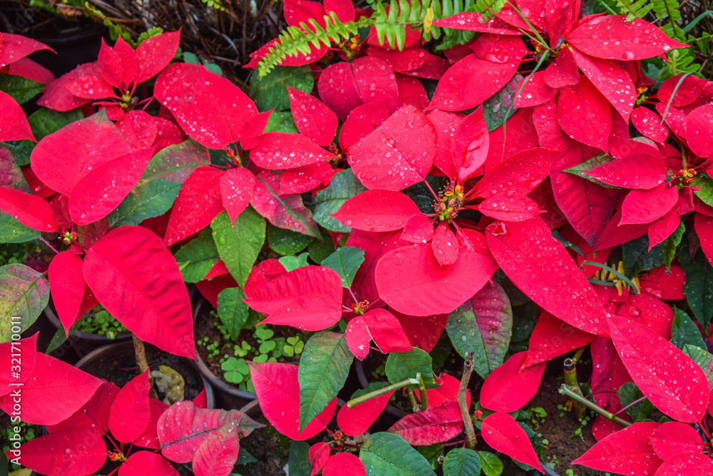 flower plant with red leaves Stock Photo | Adobe Stock