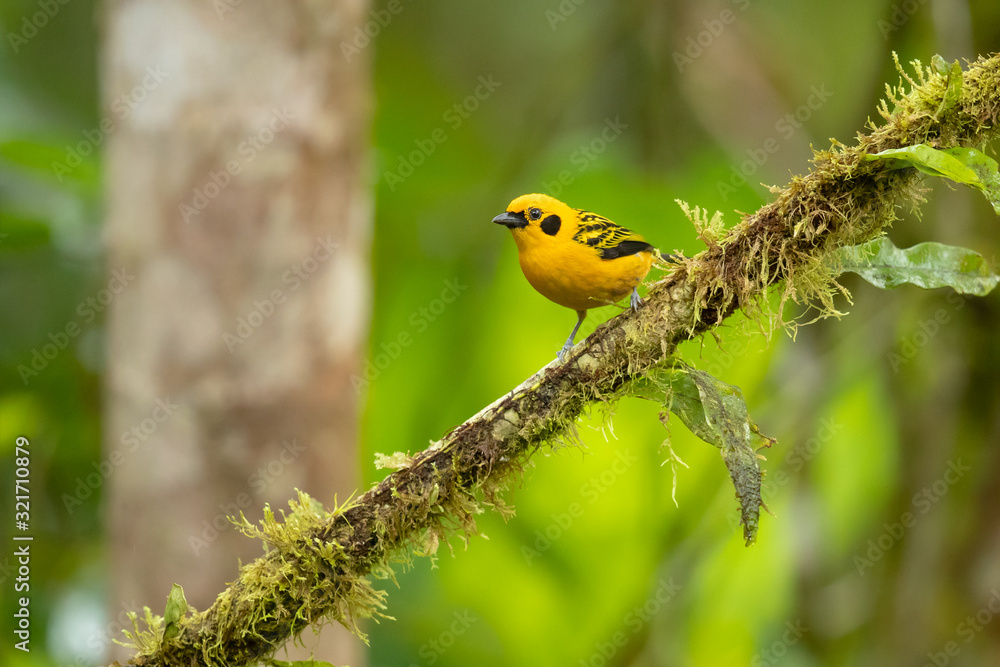 Golden tanager (Tangara arthus) is a species of bird in the family ...