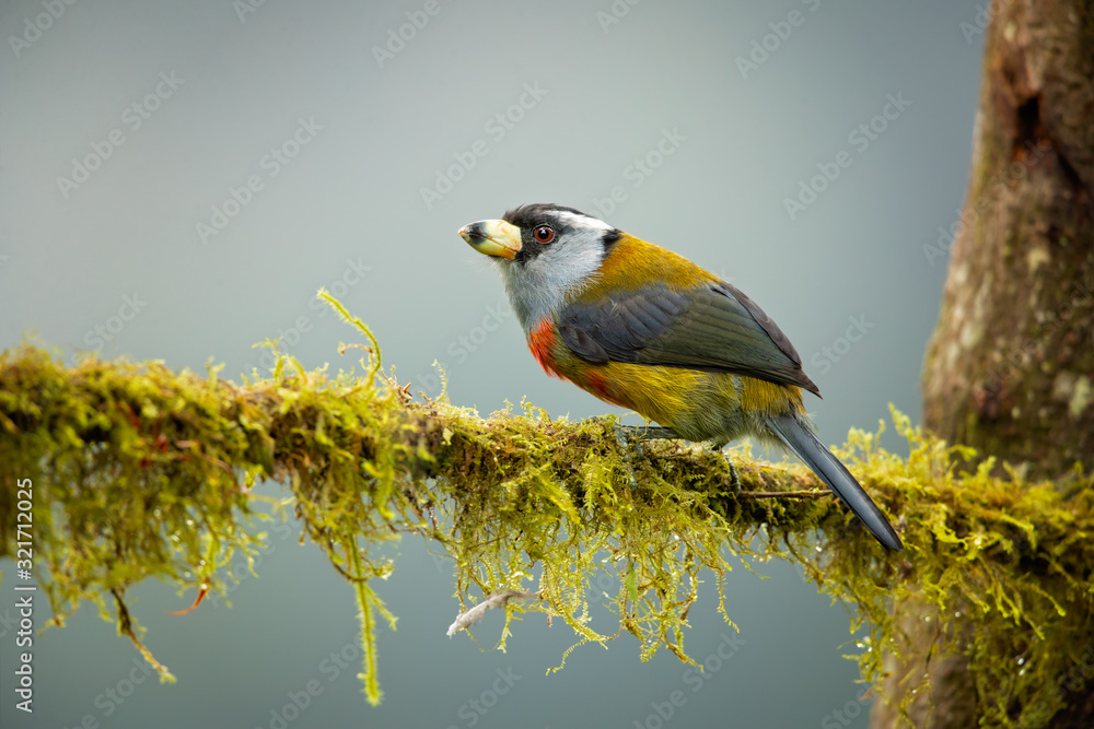 toucan barbet (Semnornis ramphastinus) is a barbet native to western ...
