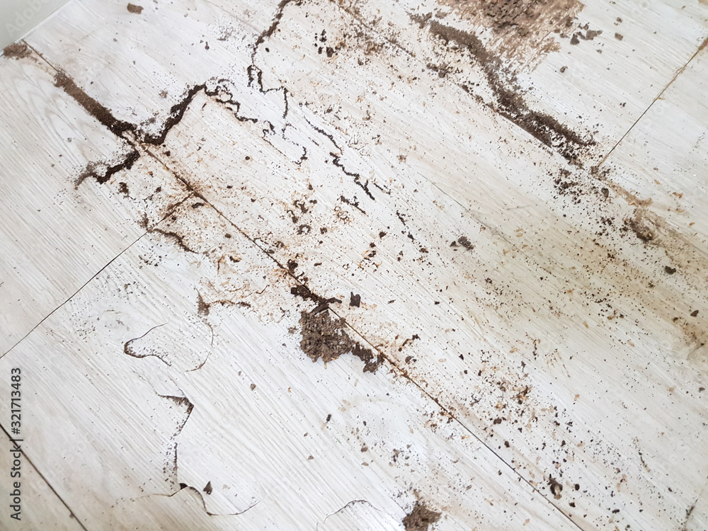 Top view Termite damage on the floor. Close up Garbage bag and termite ...