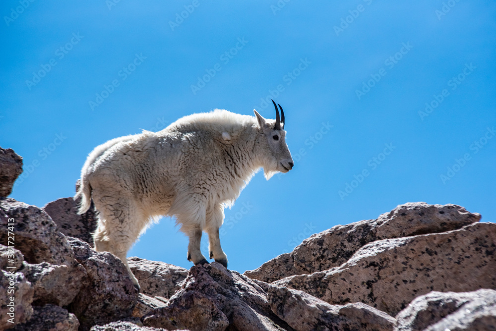 Female wild goat on Mt. Evans brings her baby down the mountain to feed ...