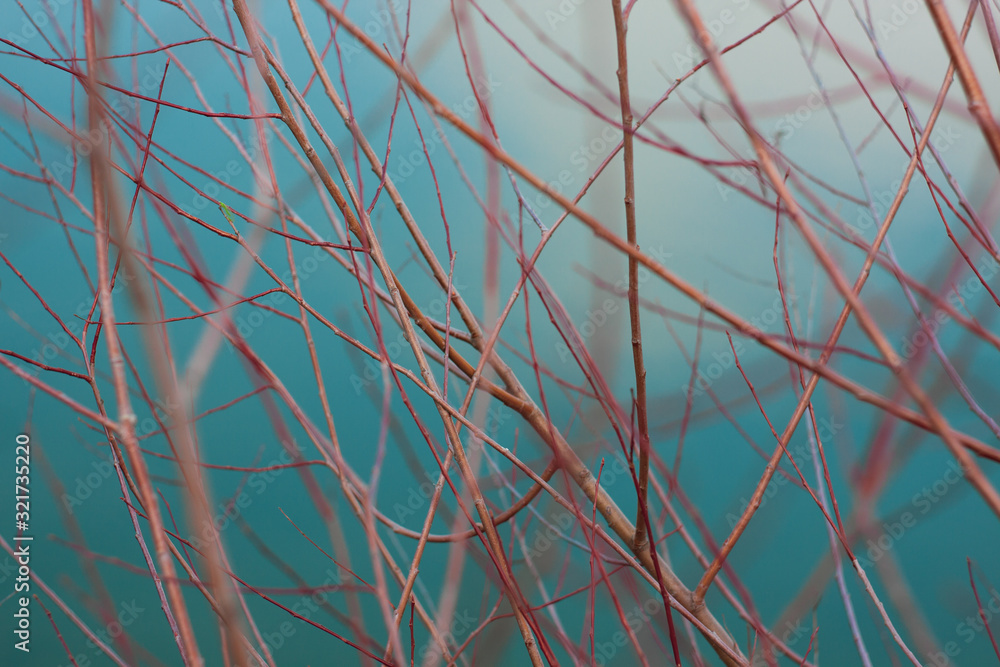 A plant with red branches on a background of a frozen lake of blue ...